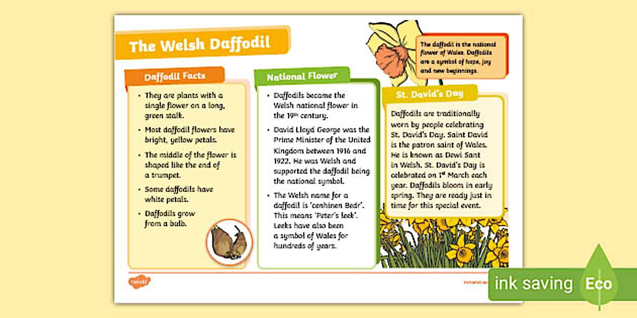 The Welsh Daffodil - National Flower Fact File - Twinkl