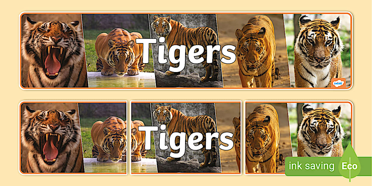 Tigers Photo Display Banner (teacher made) - Twinkl