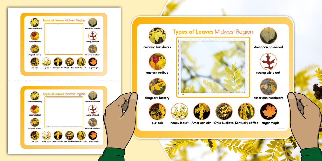 Midwest Region Fall Leaves Identification Frame Viewer