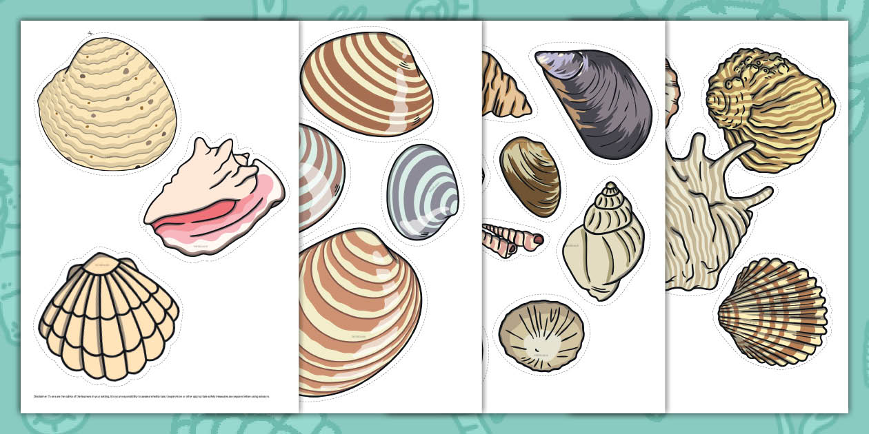 Shell Display Cut-Outs - Twinkl Cut-Outs (teacher made)