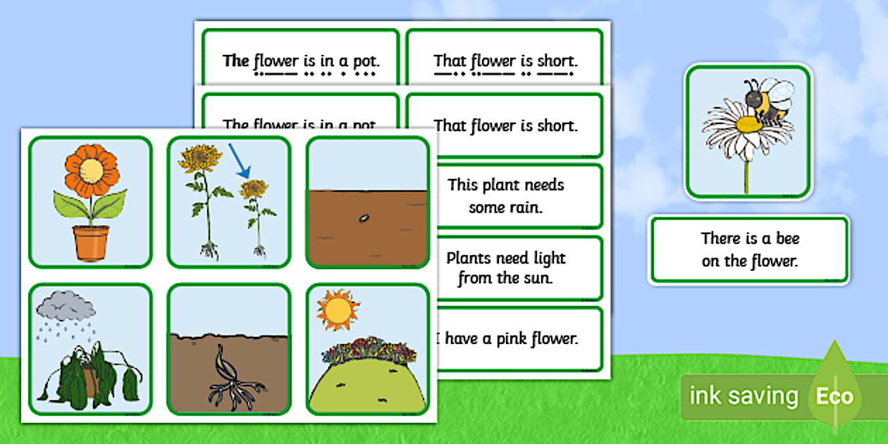 Growing Plants Simple Sentence Matching Activity - Twinkl
