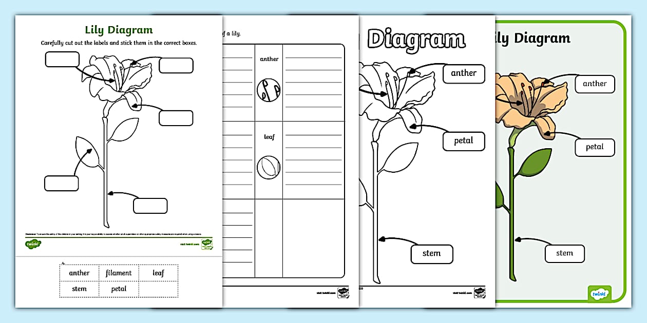 Lily Diagram Pack (teacher made) - Twinkl