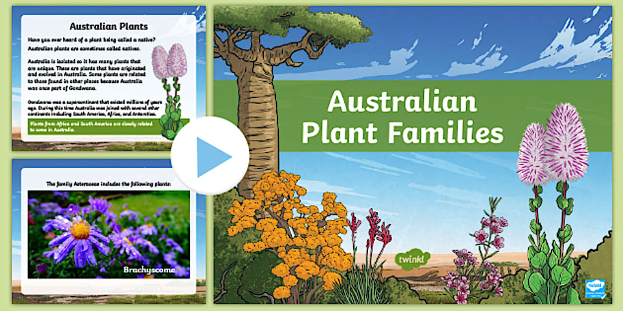 Australian Bushland Plants PowerPoint | Teaching Resources