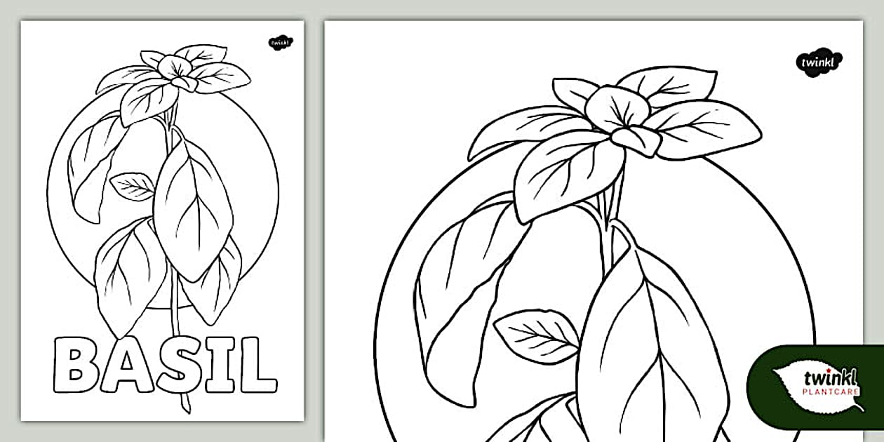 Herb Colouring Sheet: Basil (teacher made) - Twinkl