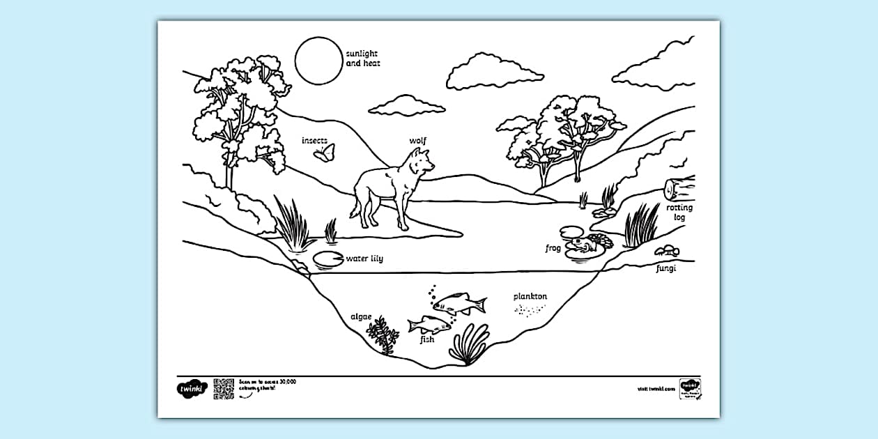 Ecosystem Labelled Colouring Sheet (teacher made) - Twinkl