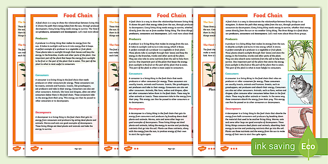 Food Chain Reading Comprehension PDF | Year 3-6 Science