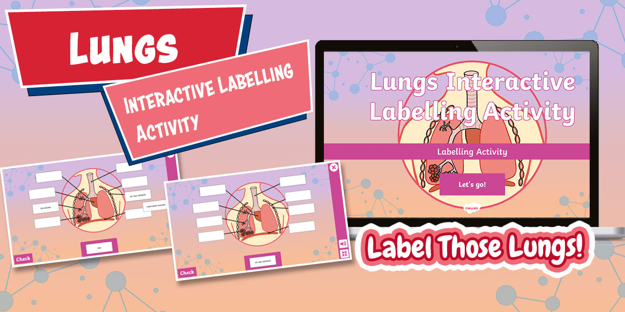 Lungs Interactive Labelling Activity