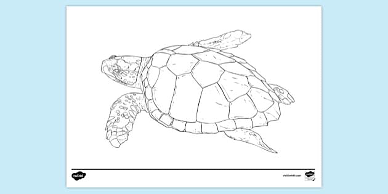 Loggerhead Sea Turtle Colouring Sheet (teacher made)