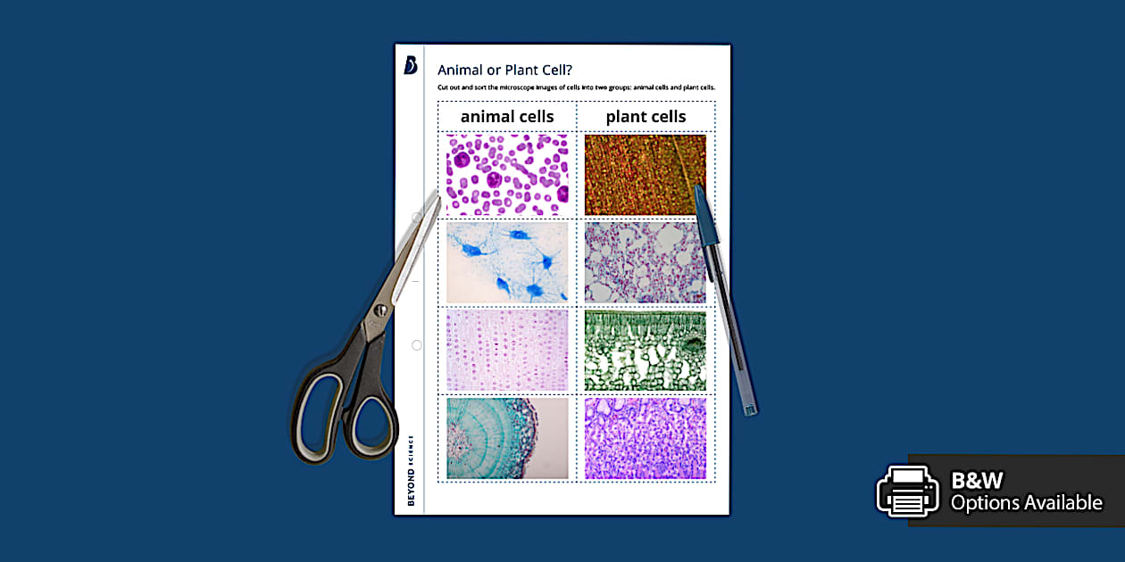 Animal or Plant Cells Card Sort | KS3 | Beyond Science