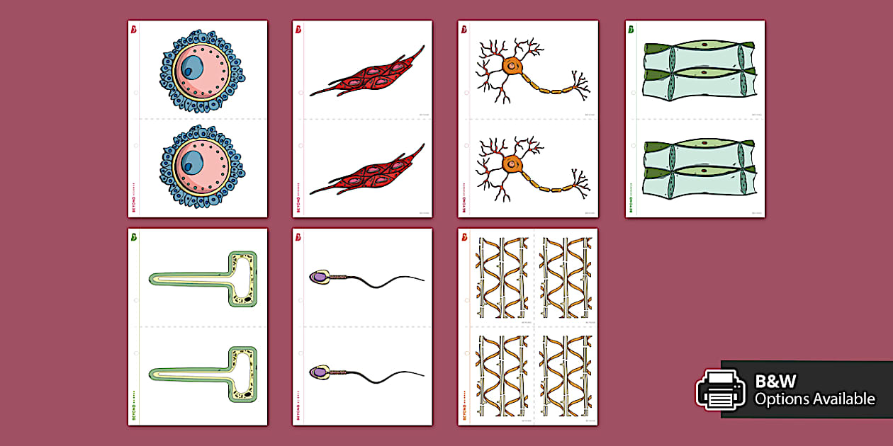 Specialised Cells Illustration Resource Pack (Teacher-Made)
