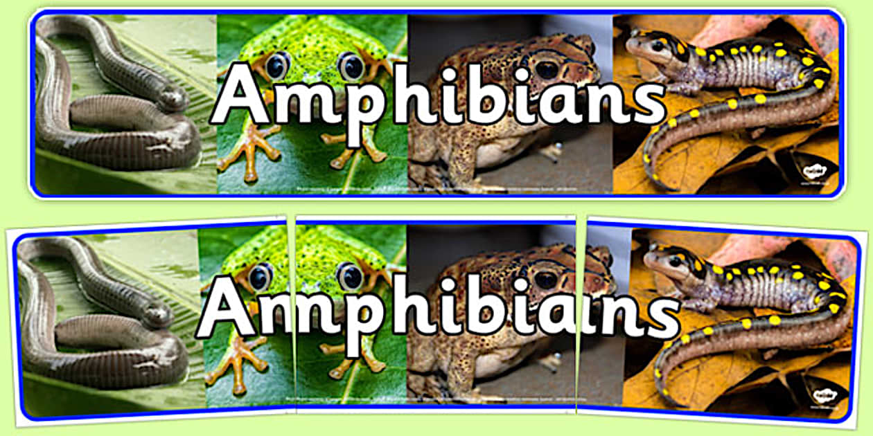 Amphibians Photo Display Banner (öğretmen yaptı) - Twinkl