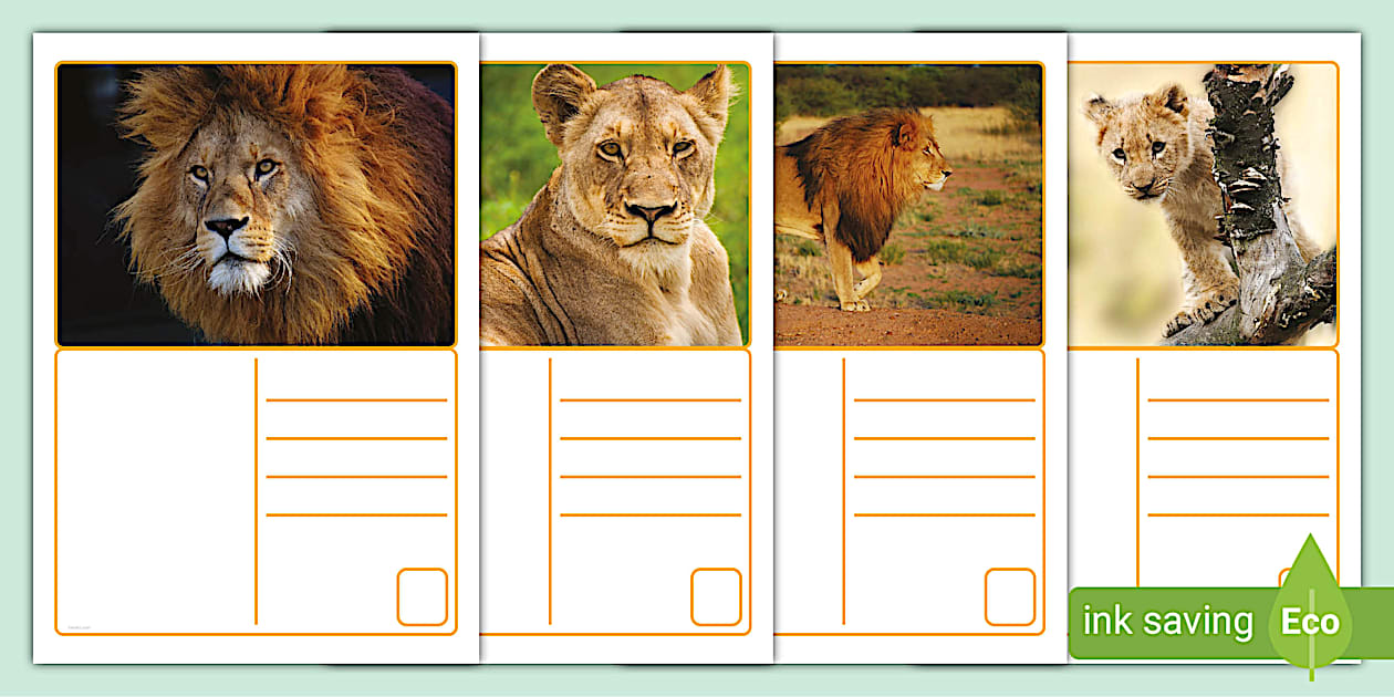 Lovely Lion Postcards | Twinkl | Stationery | Wildlife | KS2