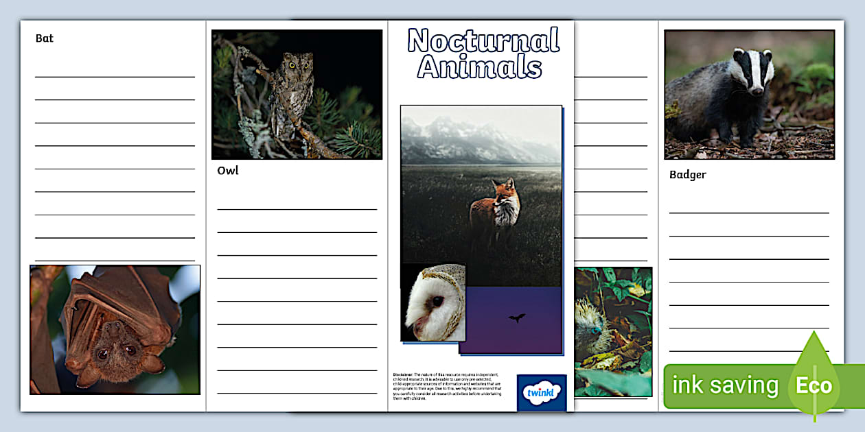 Nocturnal Animals Leaflet Template (teacher made) - Twinkl
