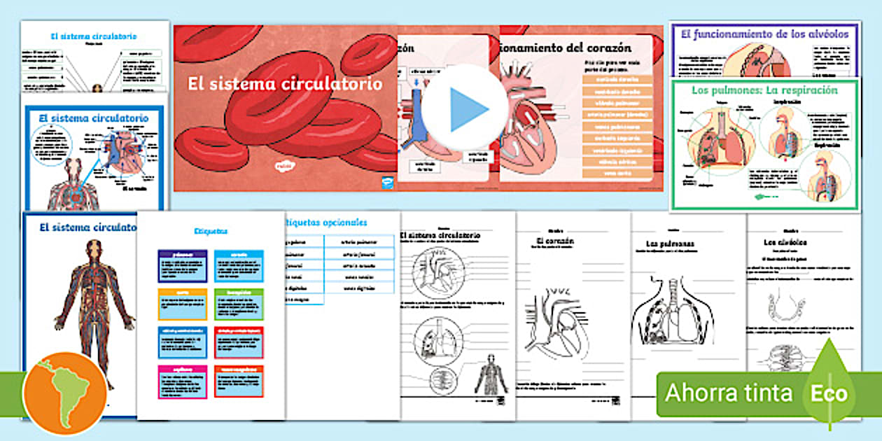 Paquete de recursos: Sistema Circulatorio (teacher made)
