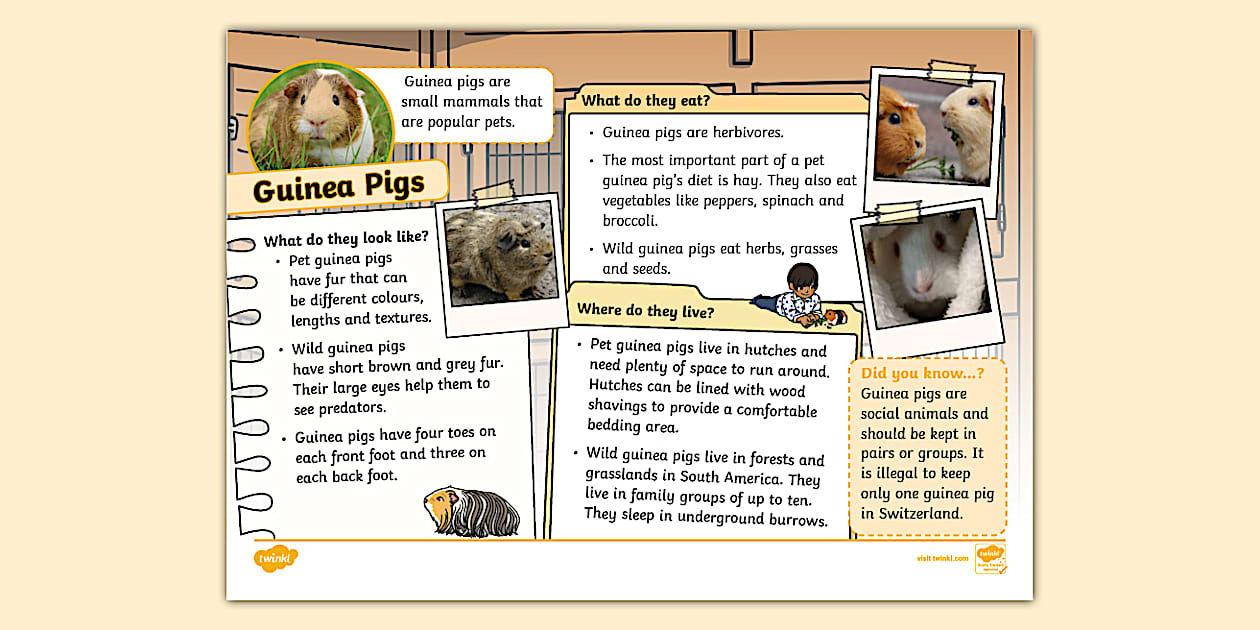 Guinea Pig Fact File - Twinkl - KS1 (teacher made) - Twinkl