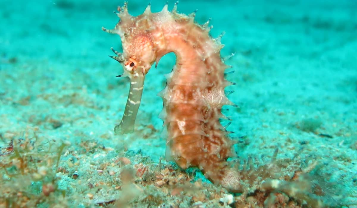 Spiny Seahorses Spotted - Twinkl NewsRoom - Twinkl