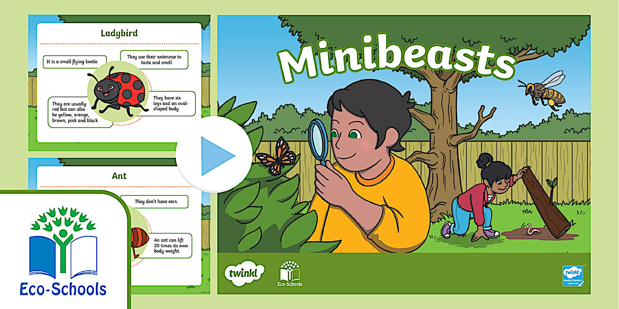 Eco Schools NI: Minibeast PowerPoint (teacher made) - Twinkl