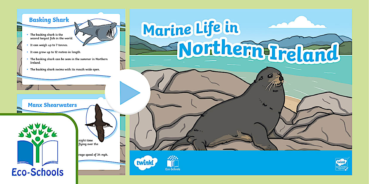 Eco-Schools NI: Marine Life in NI PowerPoint (teacher made)