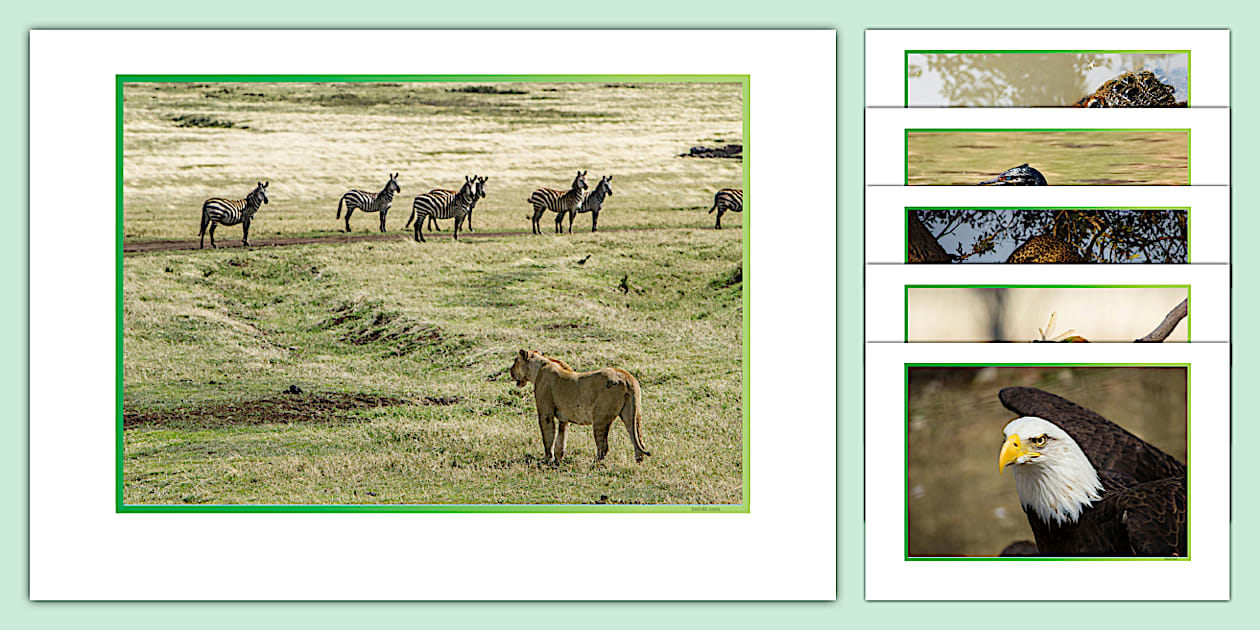 Predators and Prey Display Photos Pack (teacher made)