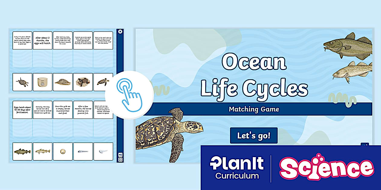 Ocean Life Cycles Matching Game (teacher made) - Twinkl