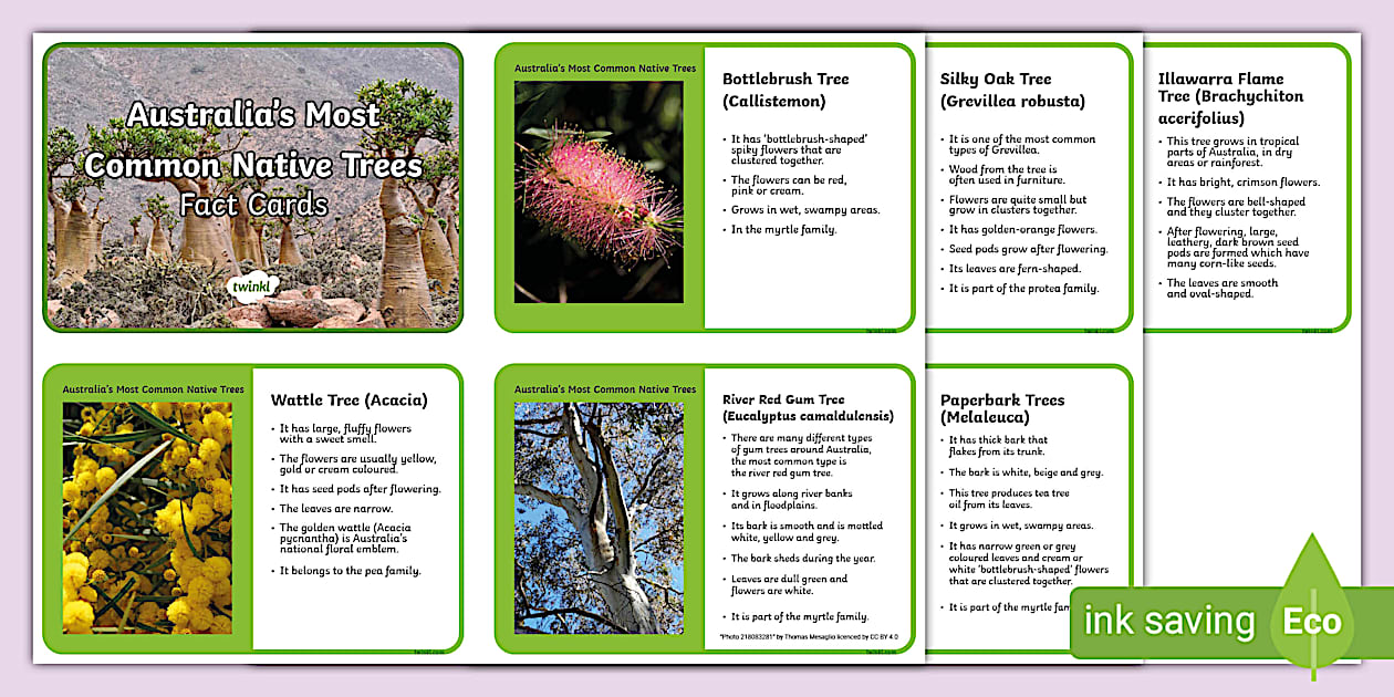 Australia’s Most Common Native Trees Fact Cards - Twinkl