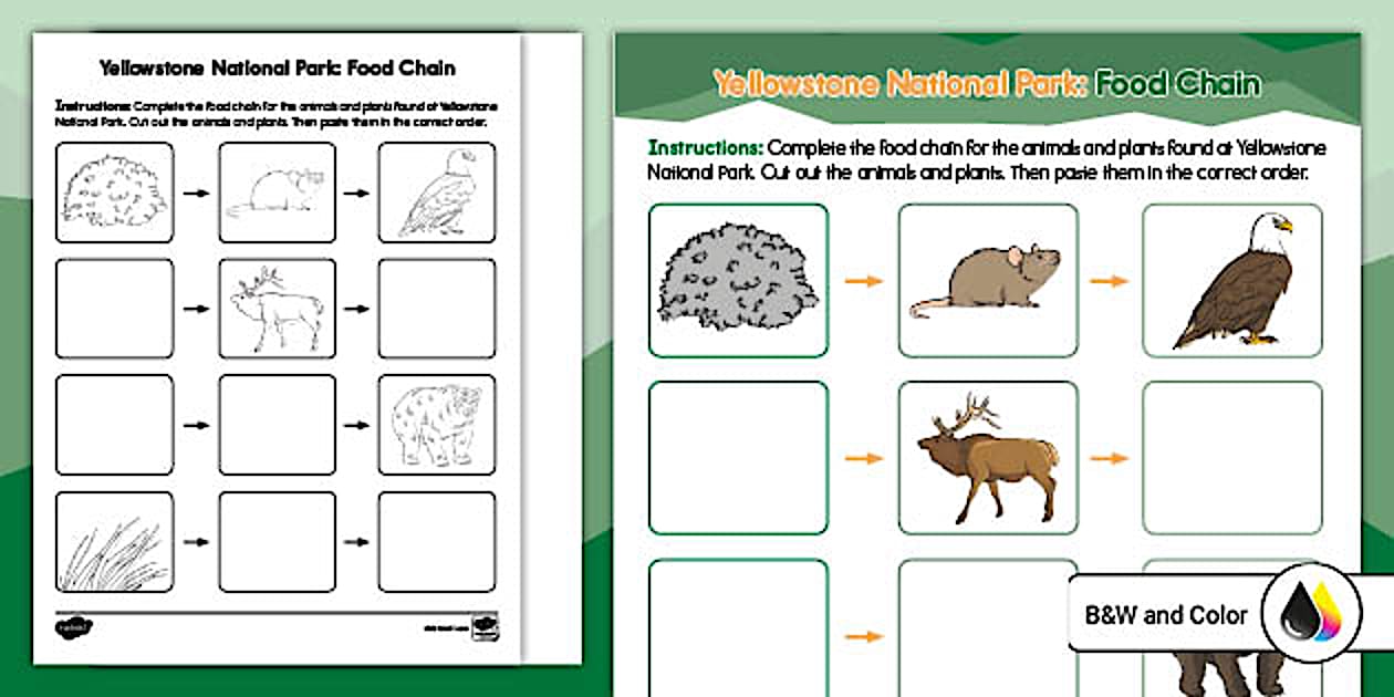 Yellowstone National Park Food Chain Activity | Twinkl USA