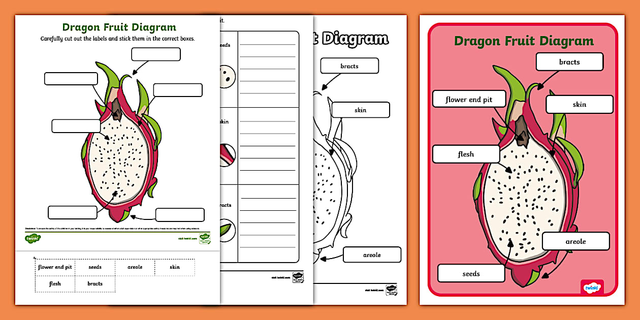 Dragon Fruit Labelling Diagram Activity Pack (Teacher-Made)
