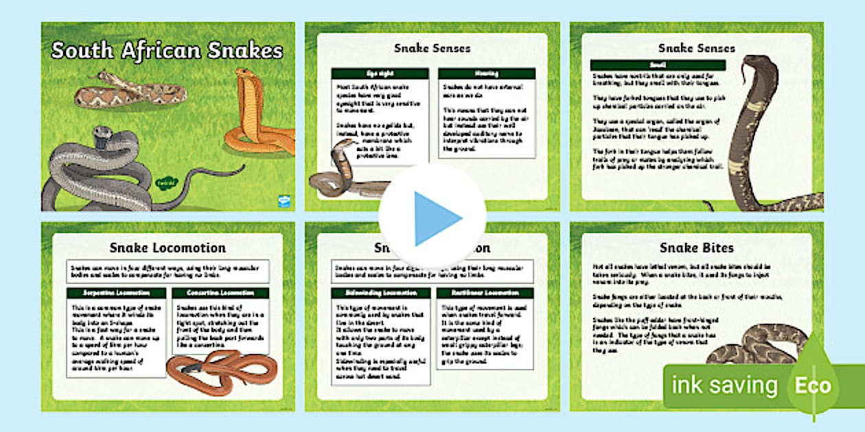 South African Snake Species PowerPoint