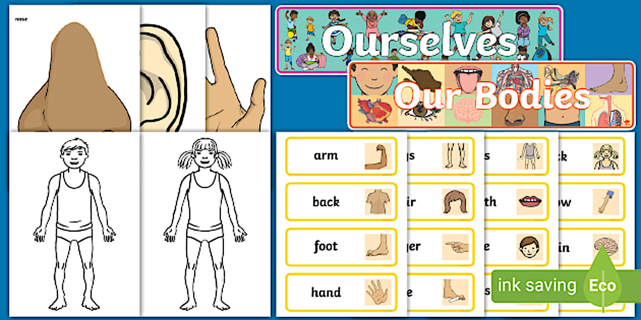 Ourselves Human Body Display Pack (teacher made) - Twinkl