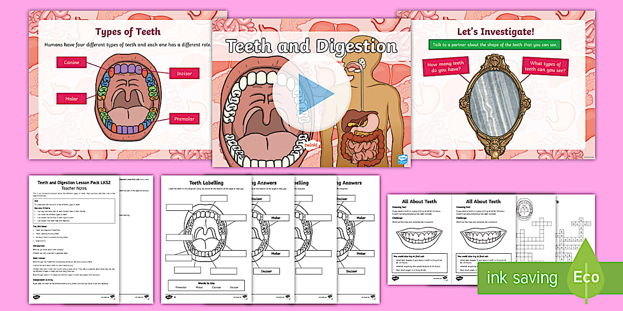 Teeth and Digestion Resource Pack (teacher made) - Twinkl