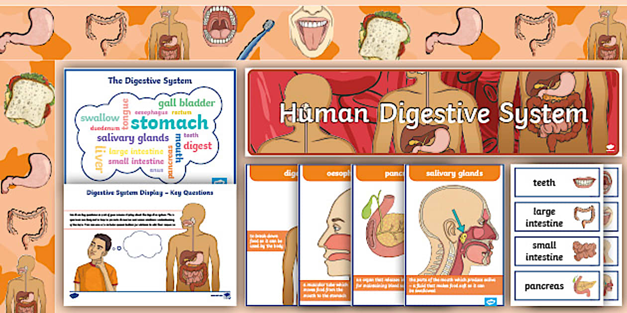 Cursive KS2 The Digestive System Display Pack (teacher made)