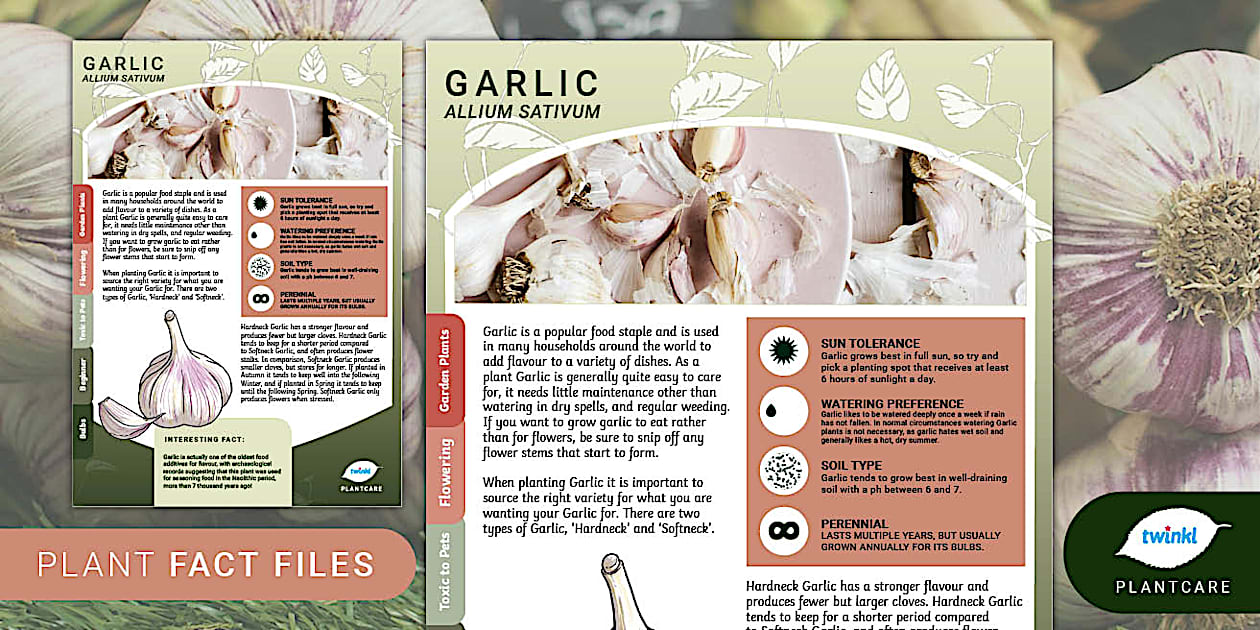 Garden Plant Fact File: Garlic, Spring, Plants - Twinkl