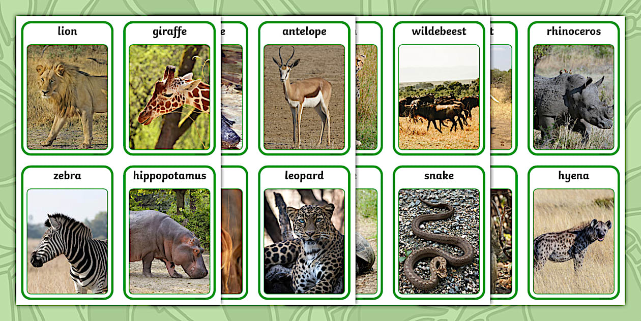 Wild Animals Flashcards (teacher made) - Twinkl