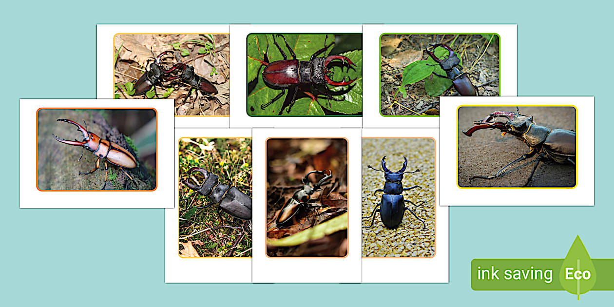 Stag Beetles Display Photo Pack (teacher made) - Twinkl