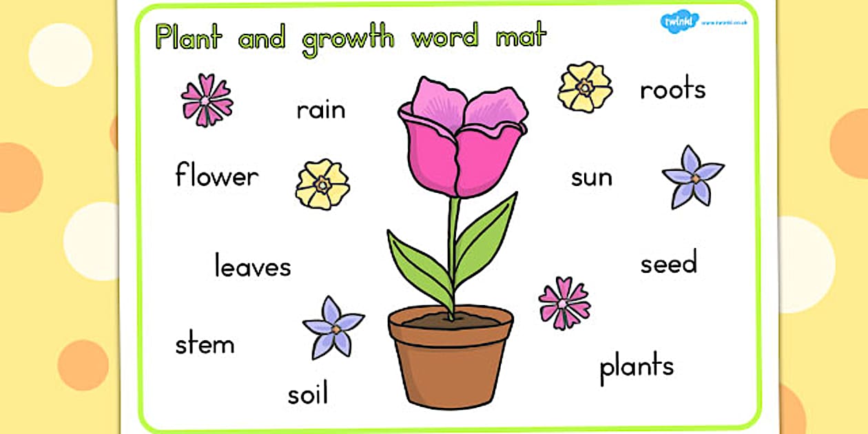 Plant Growth Word Mat (teacher made) - Twinkl