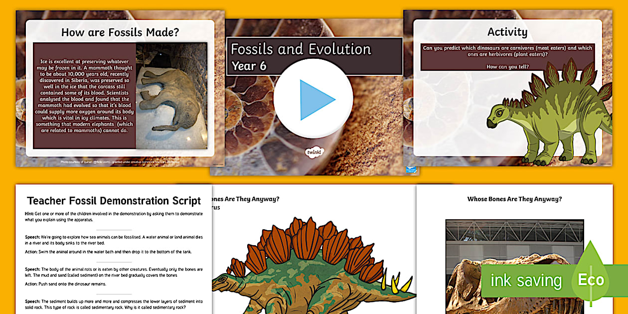 Fossils and Evolution Year Task Setter Powerpoint Activity Pack