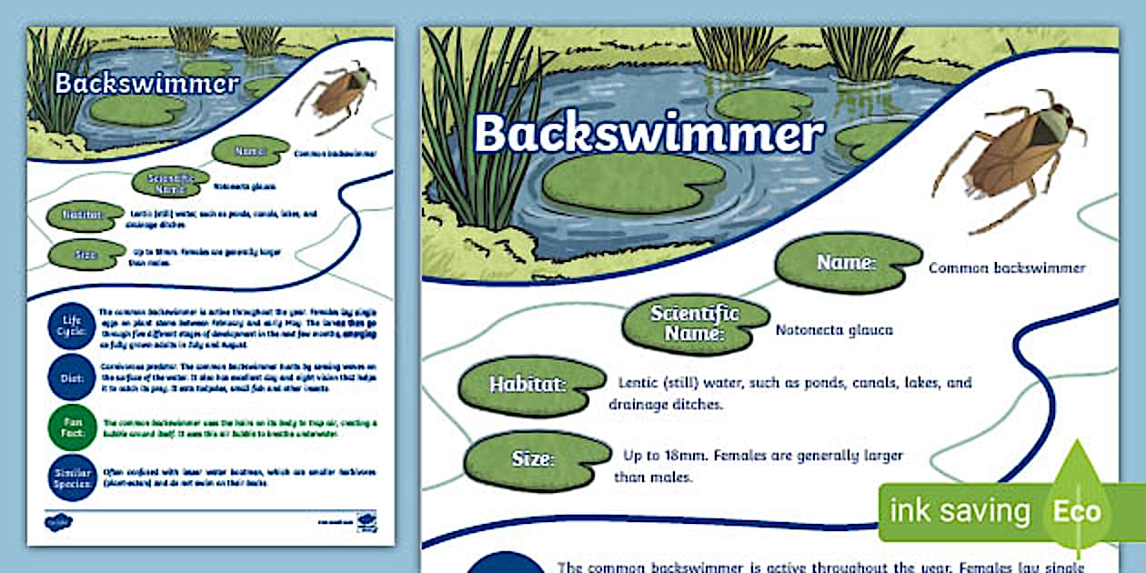 Winter Ponds Backswimmer Fact File (Teacher-Made) - Twinkl
