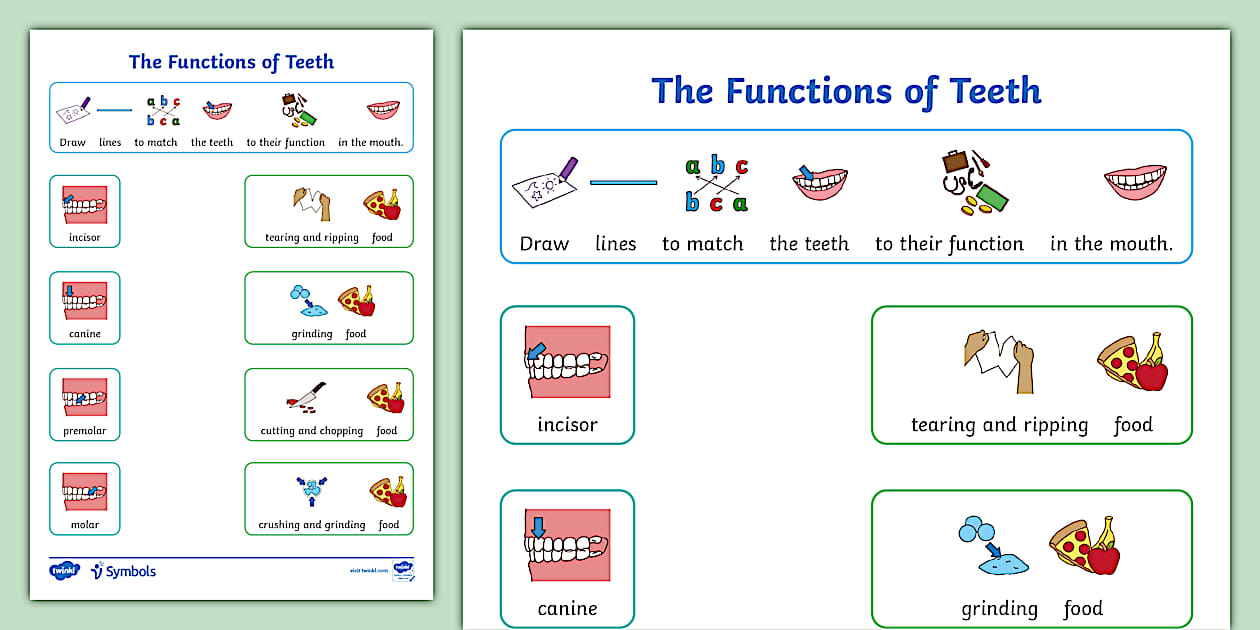 Twinkl Symbols: Science: Year 4: The Functions of Teeth
