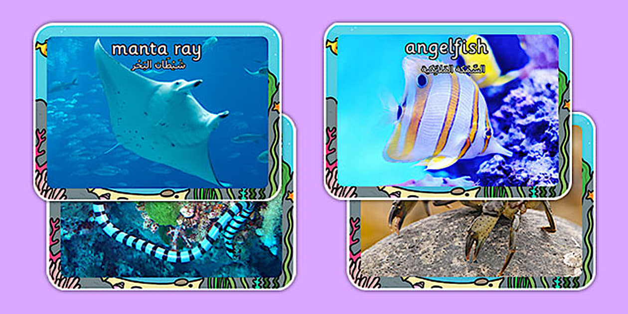 Sea Creature Display Photos Arabic Translation - Twinkl