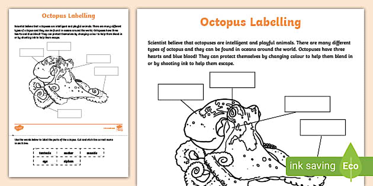 Octopus Labelling - Primary Resources (teacher made)