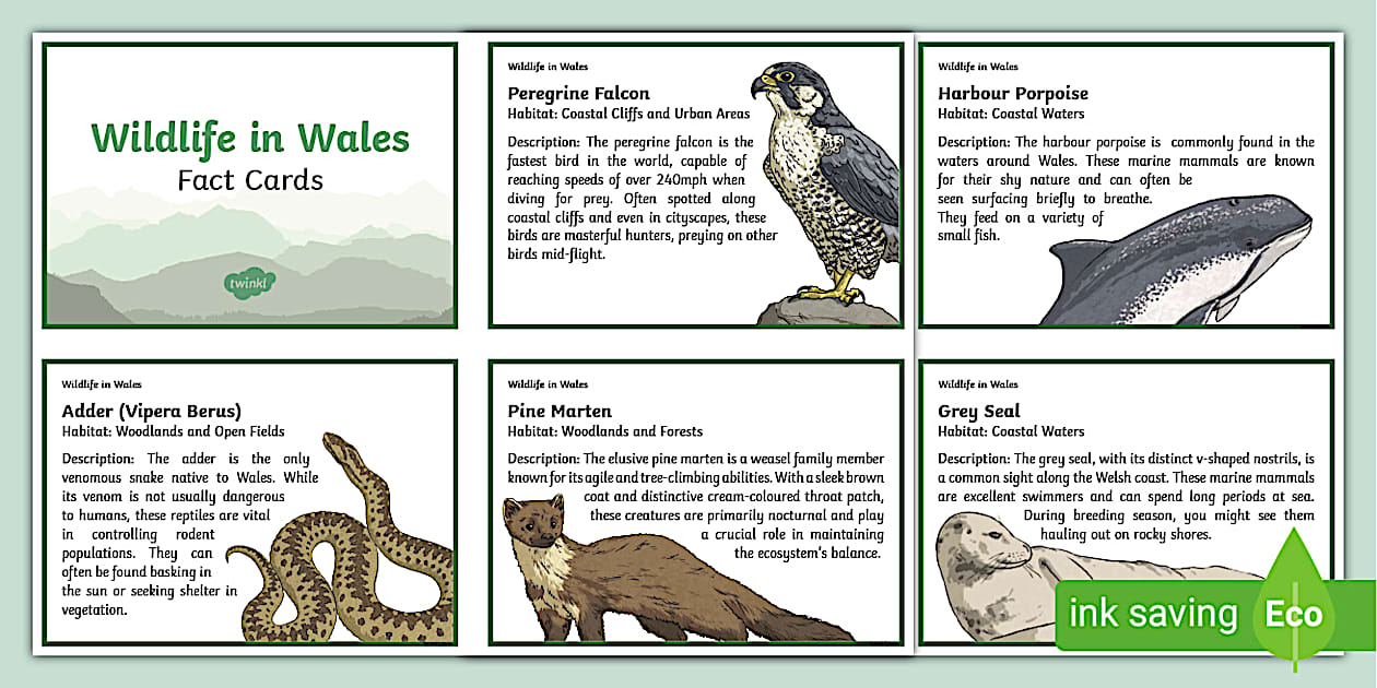 Wildlife in Wales Fact Cards (Teacher-Made) - Twinkl