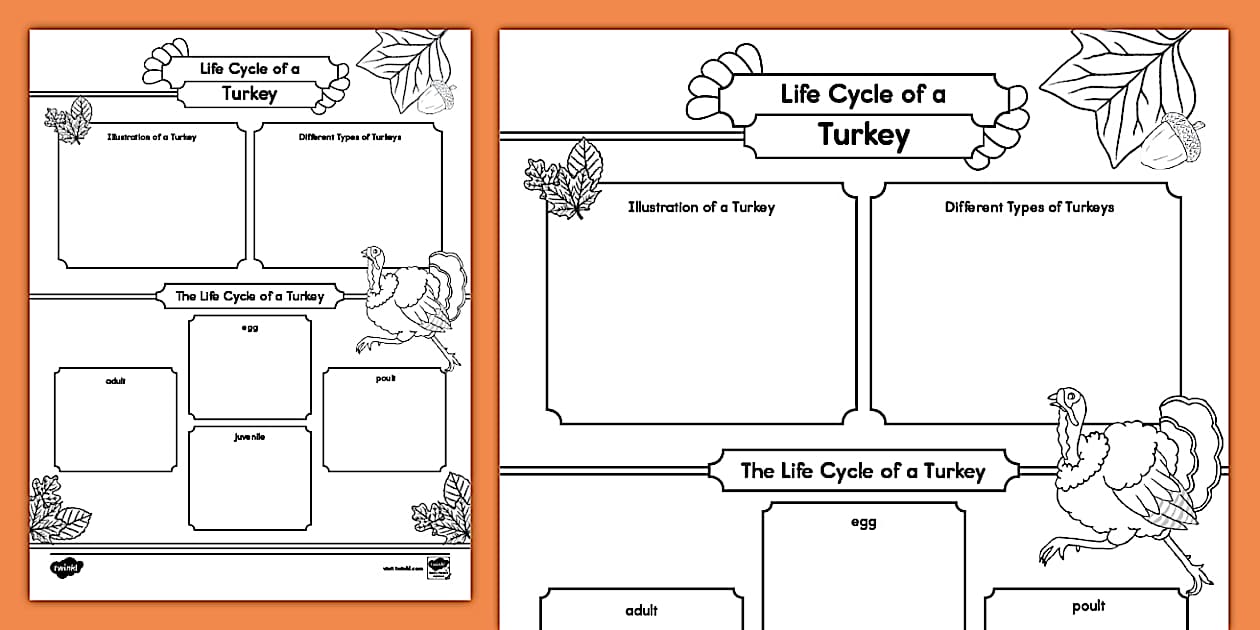 Life Cycle of a Turkey Organizer Worksheet for K-2nd Grade