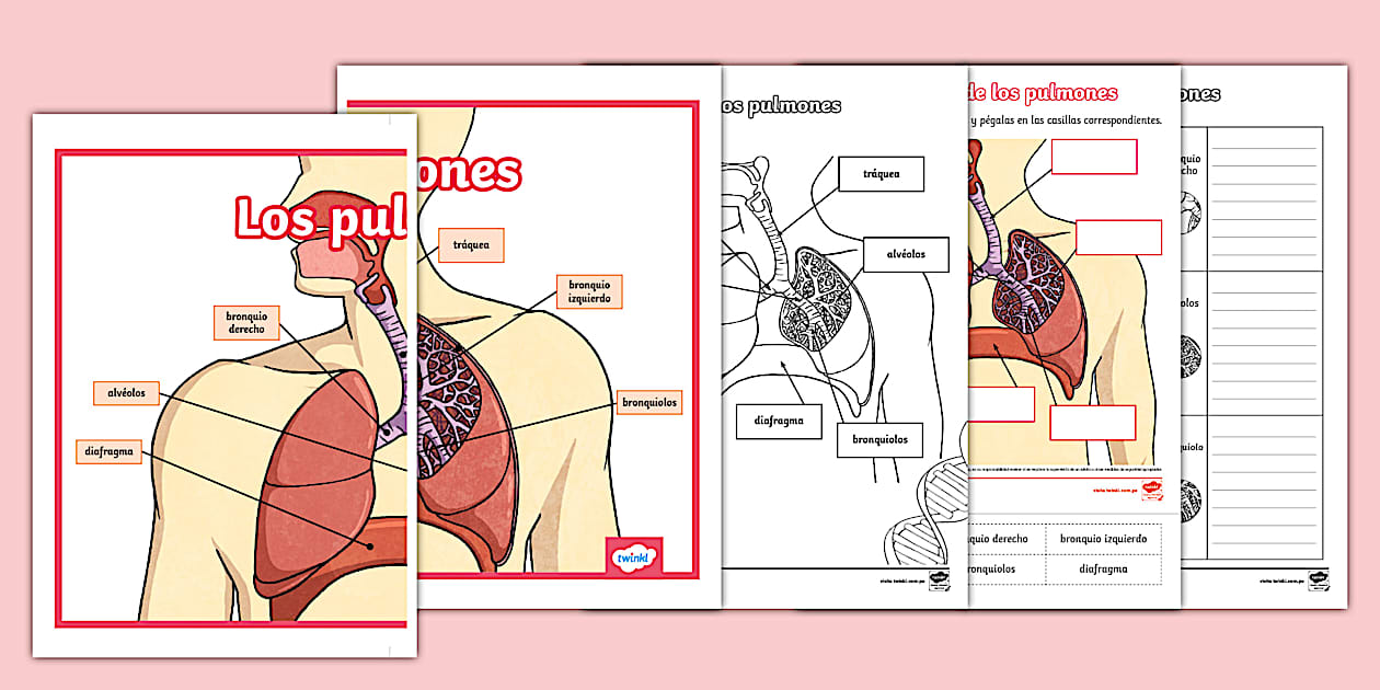 Actividades del sistema respiratorio para imprimir | Twinkl