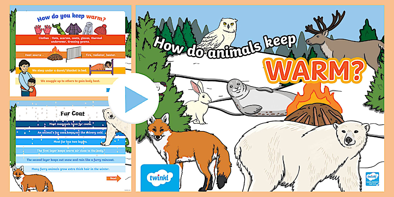 How Do Animals Keep Warm PowerPoint (teacher made) - Twinkl