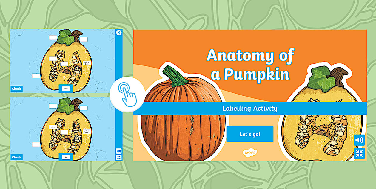 Anatomy of a Pumpkin Interactive Labelling Activity - Twinkl