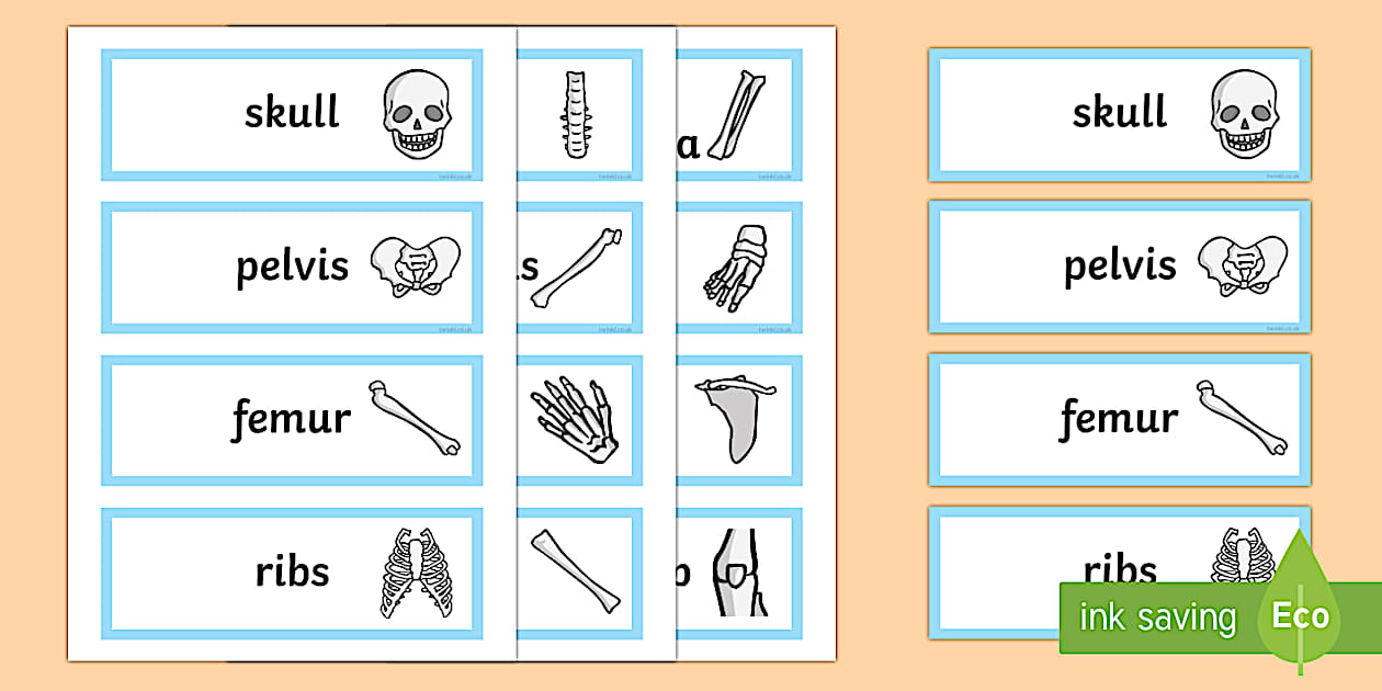 Human Body Bones Name Cards | Science Word Cards - Twinkl