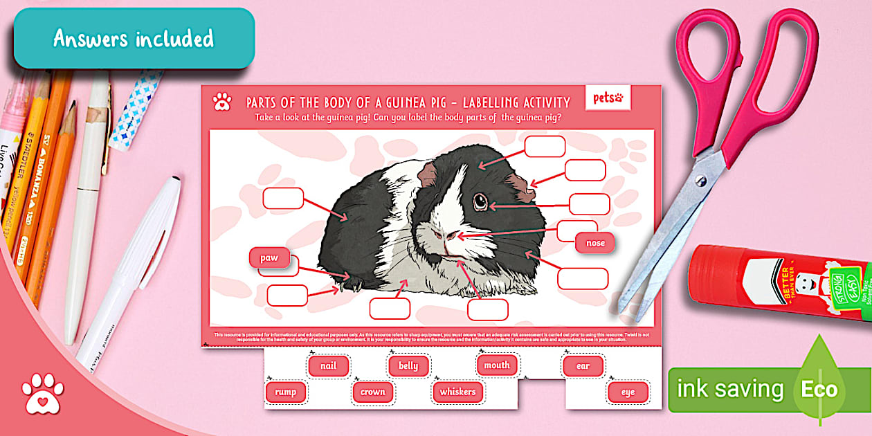 Parts of the Body of a Guinea Pig - Labelling Activity