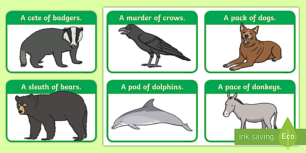 TAS Collective Nouns Flashcards (teacher made) - Twinkl