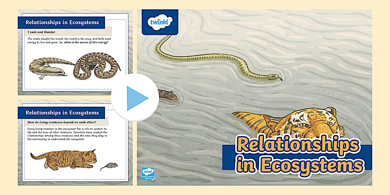 Relationships in Ecosystems PowerPoint (teacher made)