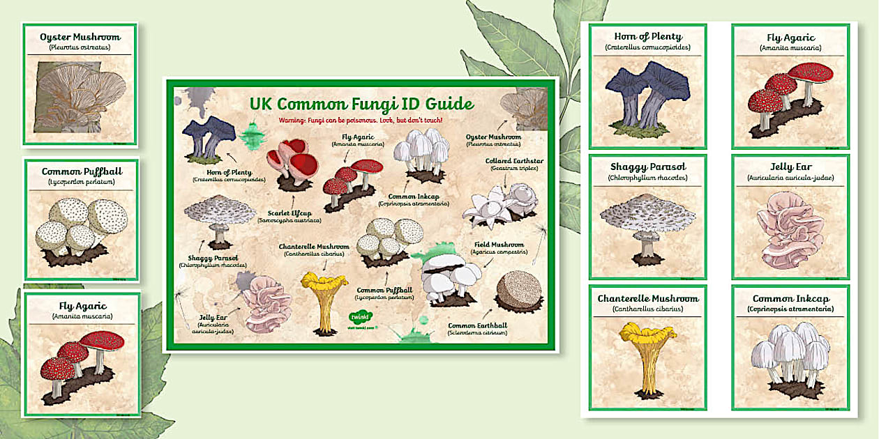 UK Common Fungi ID Guides (teacher made) - Twinkl